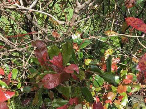 Red Robbin R Nzgardening