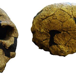 Cráneo Knm Er 1470 Homo Rudolfensis Download Scientific Diagram