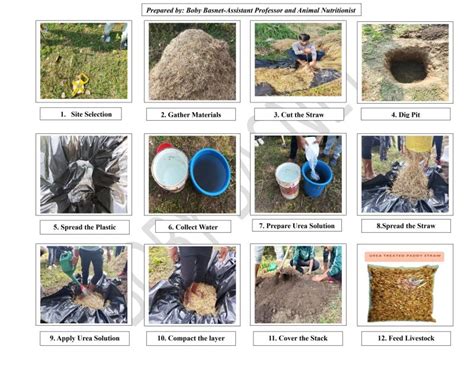 Ureatreatedstraw Betterfeed Farmsmart Boby Basnet