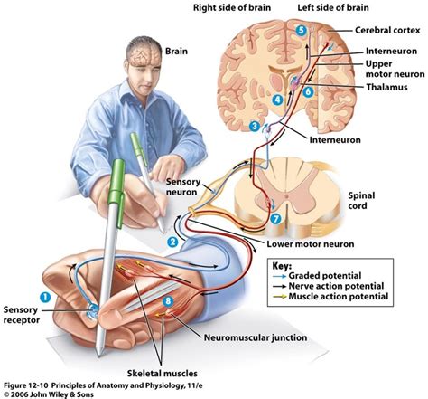 Sensory Nerve Fibers