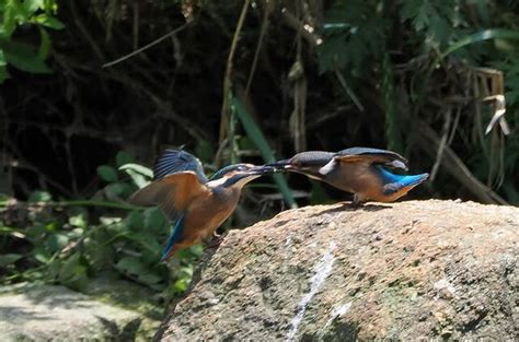 カワセミ親子 NO1 ケチャップ姉さん探鳥記4