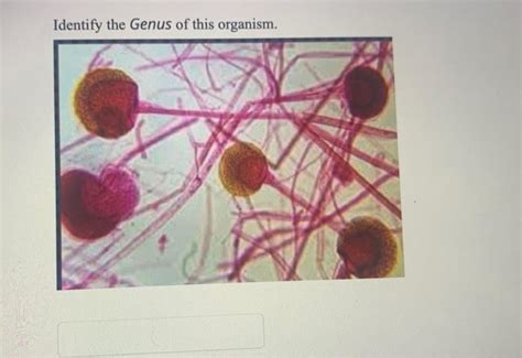 Solved A What Phylum Is This Organism In Identify The