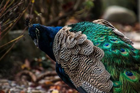 Peacock Bird Multicoloured Free Photo On Pixabay