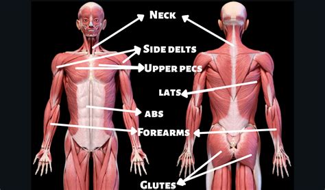 Adonis Belt Anatomy