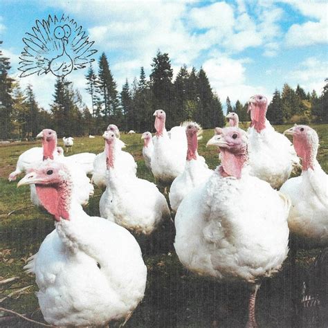 Turkey Duo Clock Tower Lyrics And Tracklist Genius
