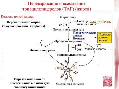 Обмен липидов презентация онлайн