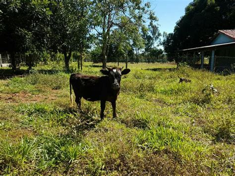 Mini Boi Raca Cimental Mais Lindo 🥇 【 Ofertas 】 Vazlon Brasil