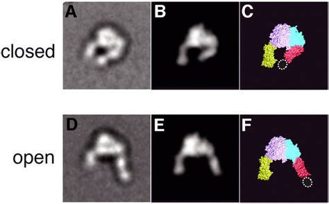 Structure of integrin α5β1 in complex with fibronectin The EMBO Journal