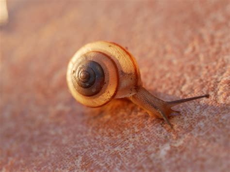 Siput Kerang Moluska Foto Gratis Di Pixabay Pixabay