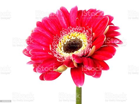 흰색 배경에 고립 빨간 Gerbera 데이지 꽃 0명에 대한 스톡 사진 및 기타 이미지 0명 거베라데이지 계절 Istock