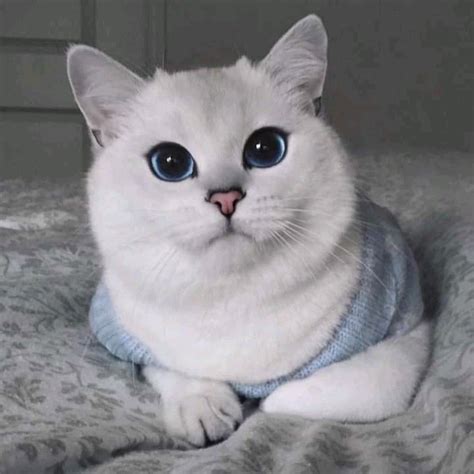 Coby The Cat Is More On Point That You Will Ever Be Artofit