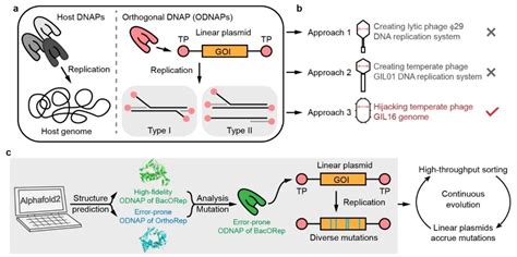 基于原核微生物正交dna复制系统的体内连续进化系统 糖化学与生物技术教育部重点实验室