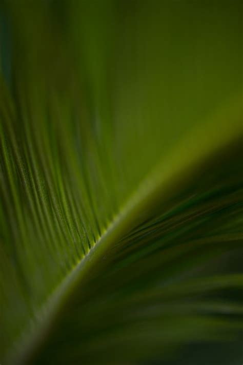 Close Up 415836 Hd Wallpaper And Backgrounds Download
