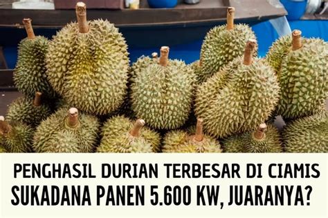 Kecamatan Penghasil Durian Terbesar Di Kabupaten Ciamis Jawa Barat Gak Disangka Juaranya