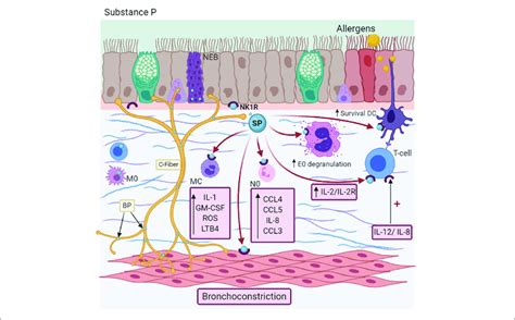 Substance P Sp C Fibers Nebs T Cells And Macrophages M0