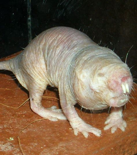 Ces 19 animaux sont les plus moches de la planète