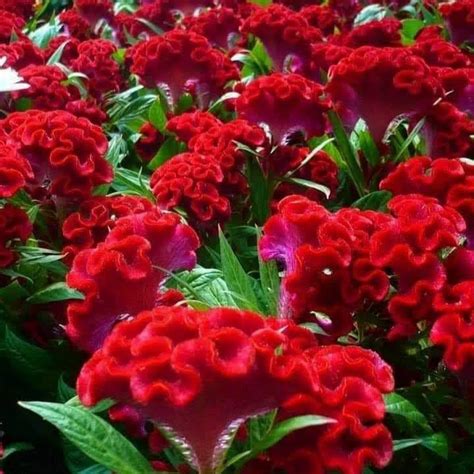 مطبخ ماما Youtube