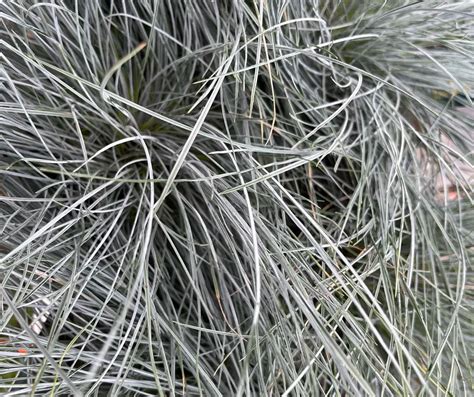 Festuca Glauca Intense Blue® 5l Pot Torwood Garden Centre
