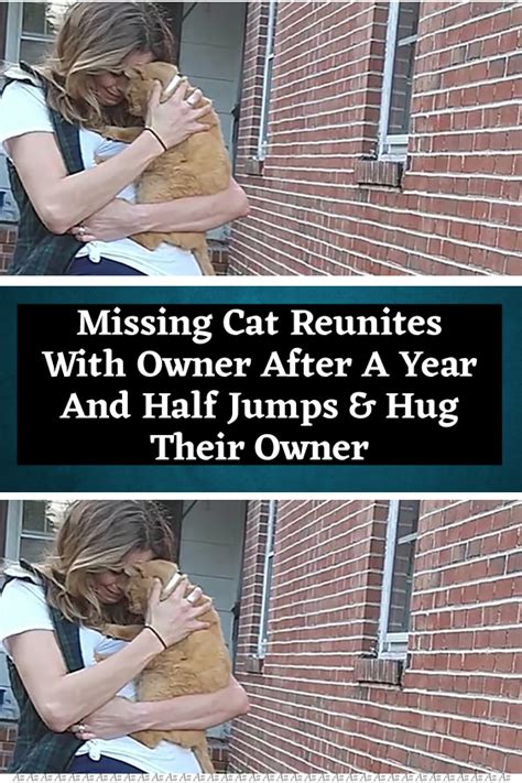 Missing Cat Reunites With Owner After A Year And Half Jumps Hug Their