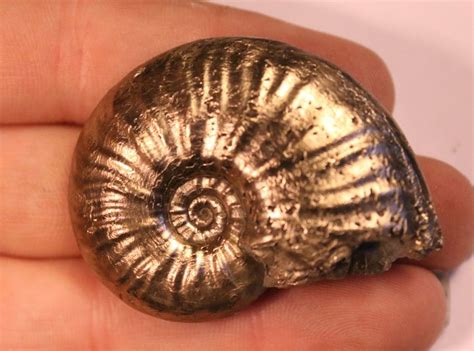 Rare Iron Pyrite Ammonite Fossil Gleviceras Glevense Catawiki