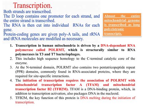Genome Organisation Of Mitochondria Pptx