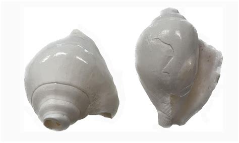 Drilled White Swan Conch