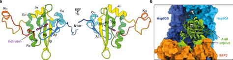 structure of the ahr pas b domain a two opposing views of the pas b