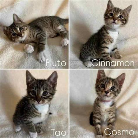 11118 9 0 1 Cosmo Cinnamon Pluto Tao Adopt Kittens Vet Work Incl Cats And Kittens Gumtree