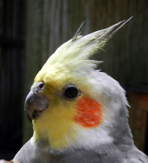 Cockatiel