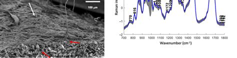 Morphological And Physicochemical Characterization Of Coated Membrane