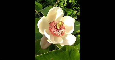 Pechakucha Presentation Magnoliids