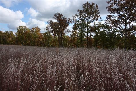 Split Beard Hamilton Native Outpost
