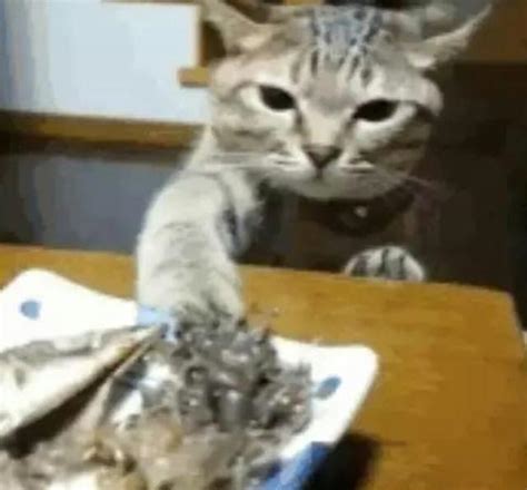 聞了一下鯡魚罐頭，貓咪：以後不吃魚了！ 每日頭條