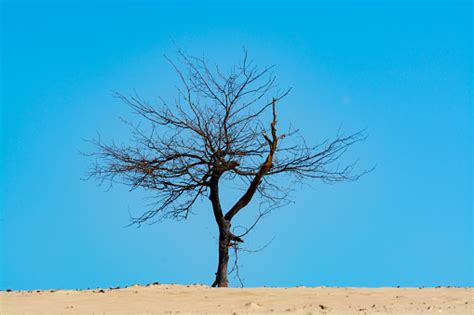 국립공원 드 룬세와 드룬세 두이넨 노스 브라반트 네덜란드의 사막 자연 풍경 0명에 대한 스톡 사진 및 기타 이미지 0명