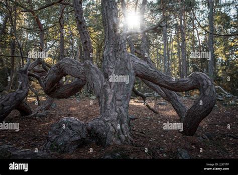 One Tree Bent By The Wind Hi Res Stock Photography And Images Alamy