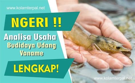 Analisa Usaha Budidaya Udang Vaname Lengkap Jual Kolam Terpal D D Lengkap Sejak