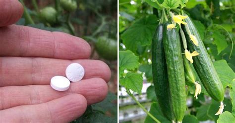 How To Grow A Fruitful Strawberry Harvest A Complete Guide For Beginners