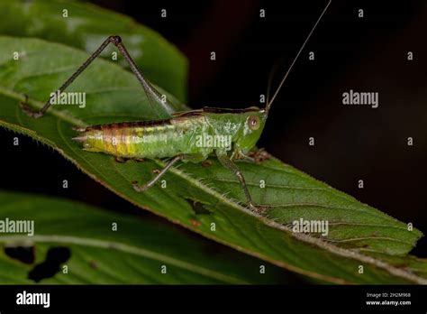 Lesser Meadow Katydid Nymph Of The Genus Conocephalus Stock Photo Alamy