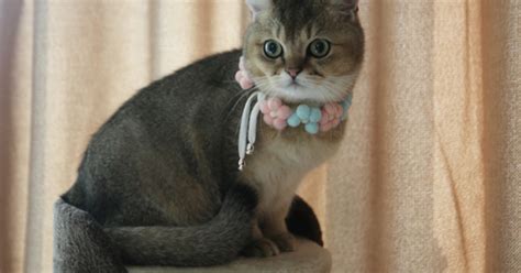고양이 사랑에 빠진 일본 ‘네코노믹스 규모 22조원 추정
