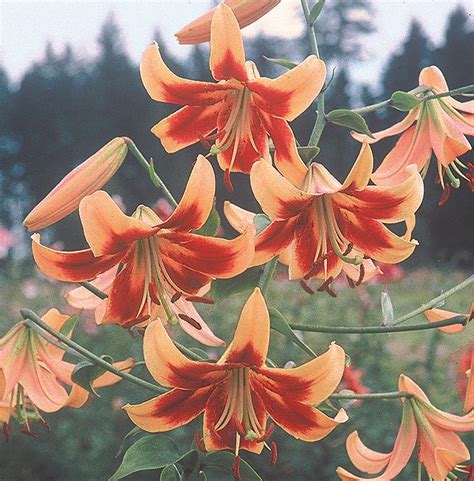 Orienpet Hybrid Lilies The Lily Garden — The Lily Garden