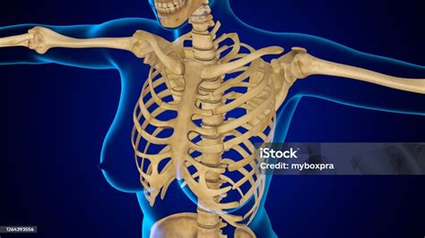 3d 일러스트 레이션 인간의 해골 해부학 뼈 의 갈비뼈 케이지 3차원 형태에 대한 스톡 사진 및 기타 이미지 3차원 형태 건강관리와 의술 견갑골 Istock
