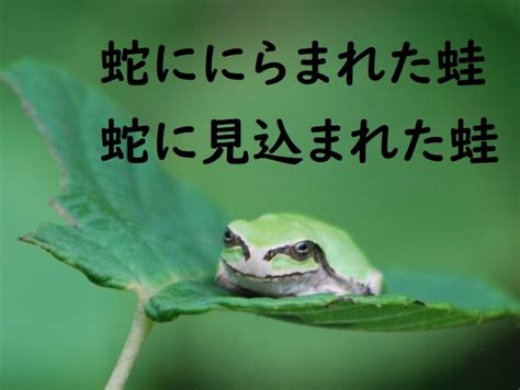 蛇ににらまれた蛙の意味 蛇に見込まれた蛙などの例文 論文小論文の書き方