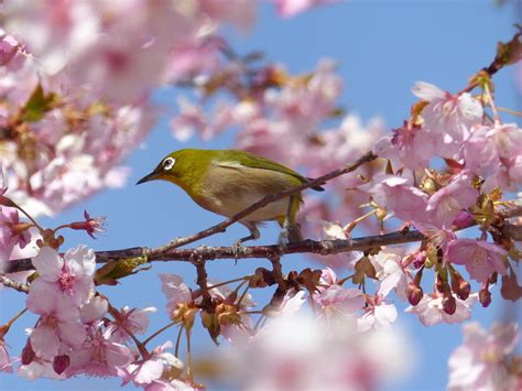 メジロ と桜 by aqua ID8567244 写真共有サイト PHOTOHITO
