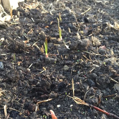 Allium Sativum Var Sativum Solent Wight Garlic Softneck Solent