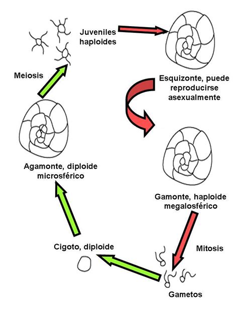 Foraminifera Diagram