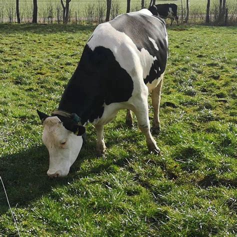 En Af De Bedste Lyde I øko Bondemandens øre🍀🥰😍 ️🐄🐂🍀🍀🍀ellinglund
