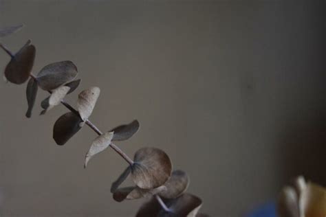 Understanding The Distinctions What Is The Difference Between A Fossil