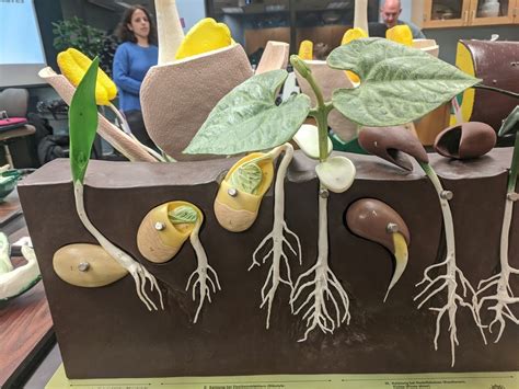 Seed Germination Diagram