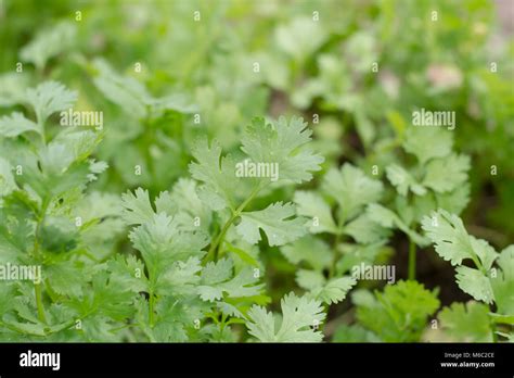 Health Benefits Of Coriander Coriander Is Loaded With Antioxidants