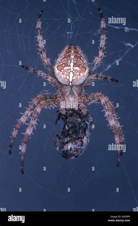 Cross Orbweaver European Garden Spider Cross Spider Araneus Diadematus With Prey Stock